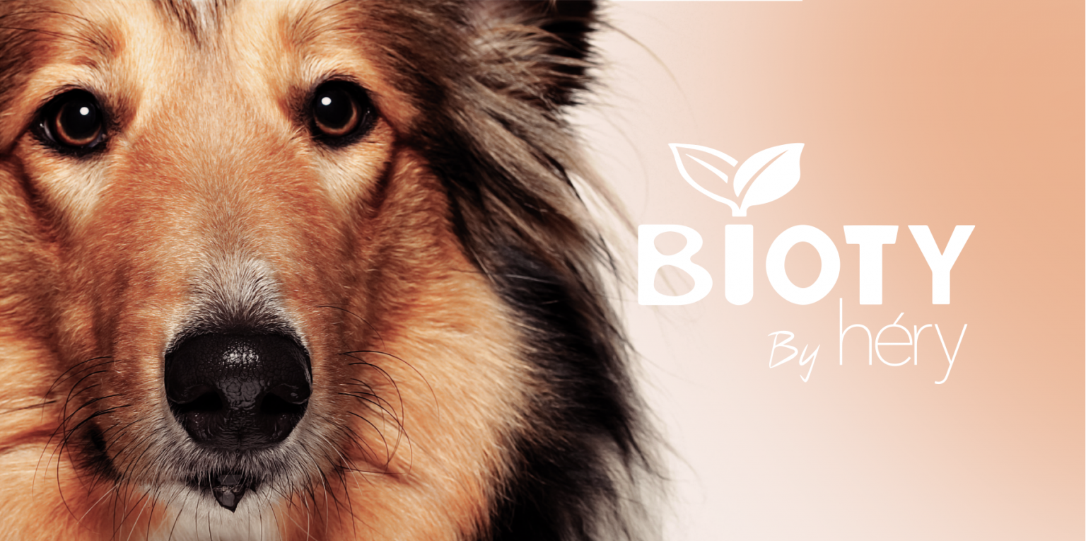 Laboratoires Héry : la Marque de l'Hygiène et de la Beauté Animale